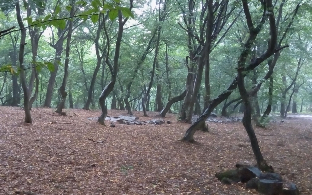 Hoia Baciu, pădurea bântuită de turiști | CLUJ INSIDER